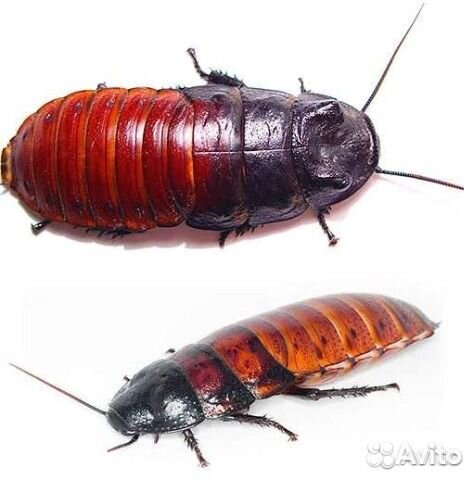 Тараканы (туркменские, мраморные, мадагаскарские)