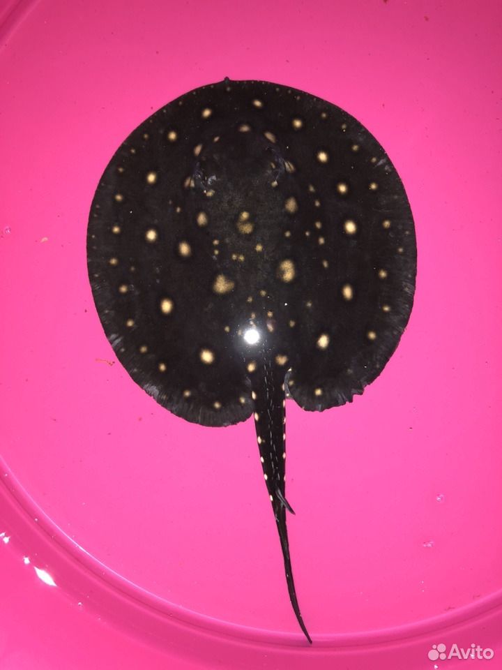 Скат Гибрид королевского чёрного Хенли и Блэк Дайм