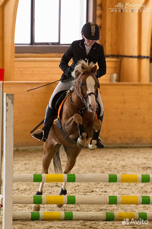 Уэльская пони. Конкур