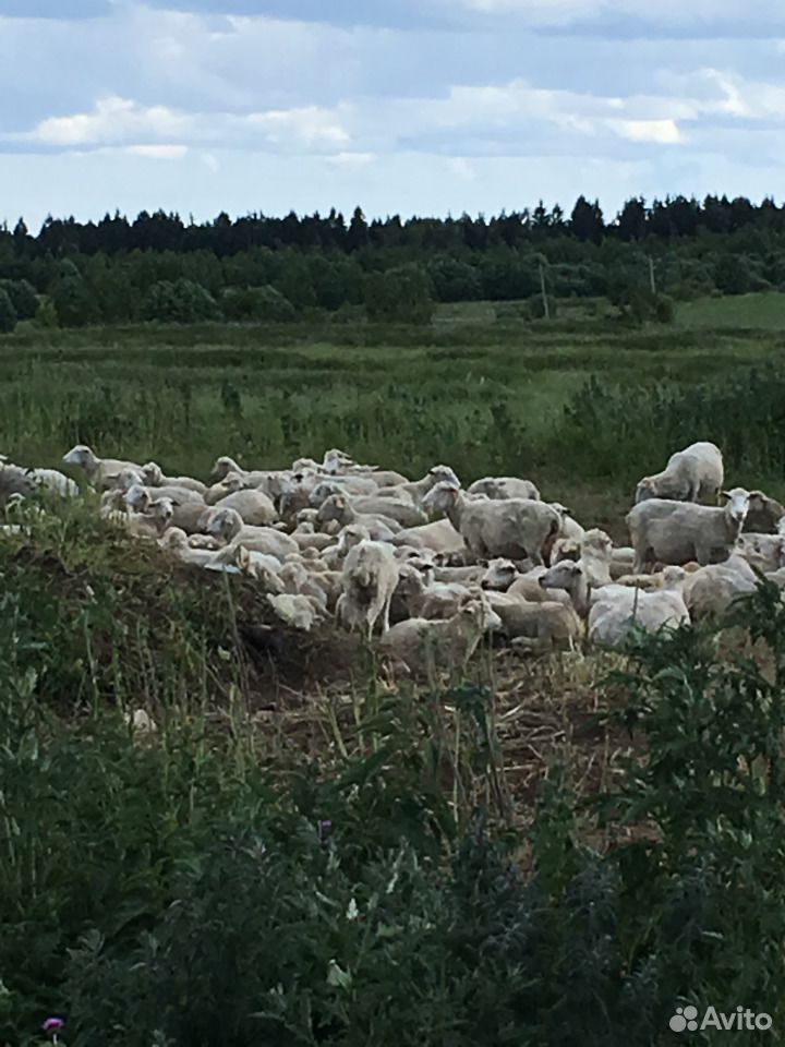 Ягнята (ярочки барашки ) куйбышевская порода