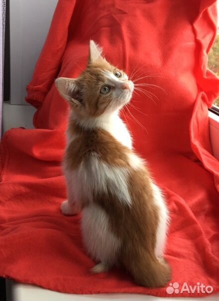 Котёнок Дуся