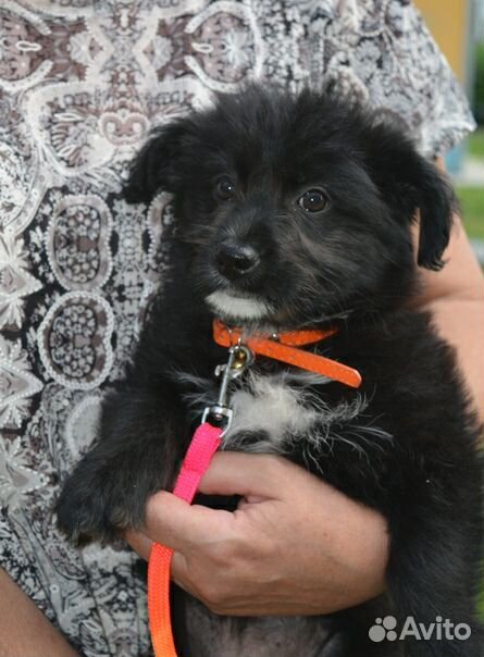 Джемми ищет дом