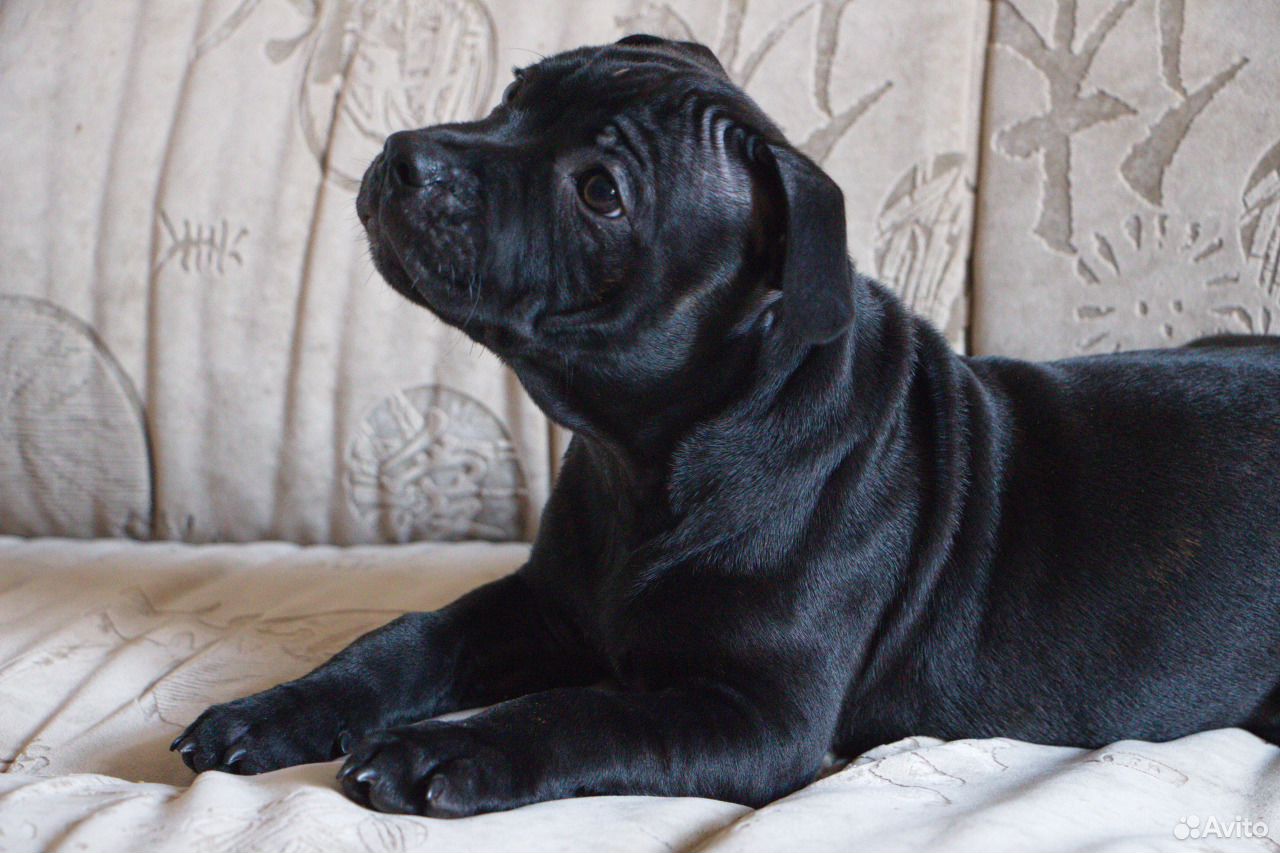 Стаффордширский бультерьер (стаффбуль) щенок