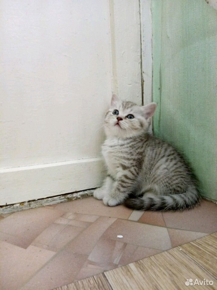 Продам шотландских котят(кошечки)