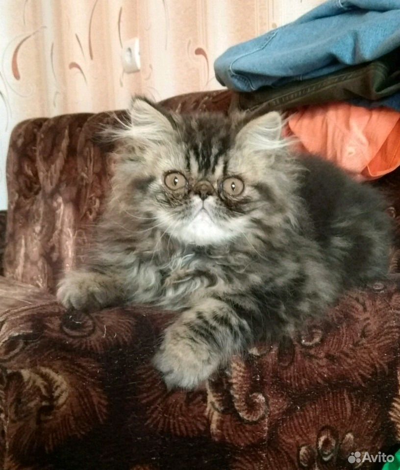 Персидской мальчик