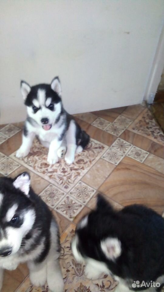 Продаются щенки