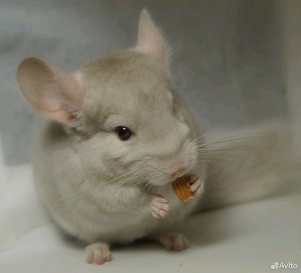 Шиншиллы, самочки беж и пастель