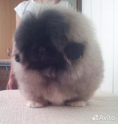 Перспективный мальчишка пекинес