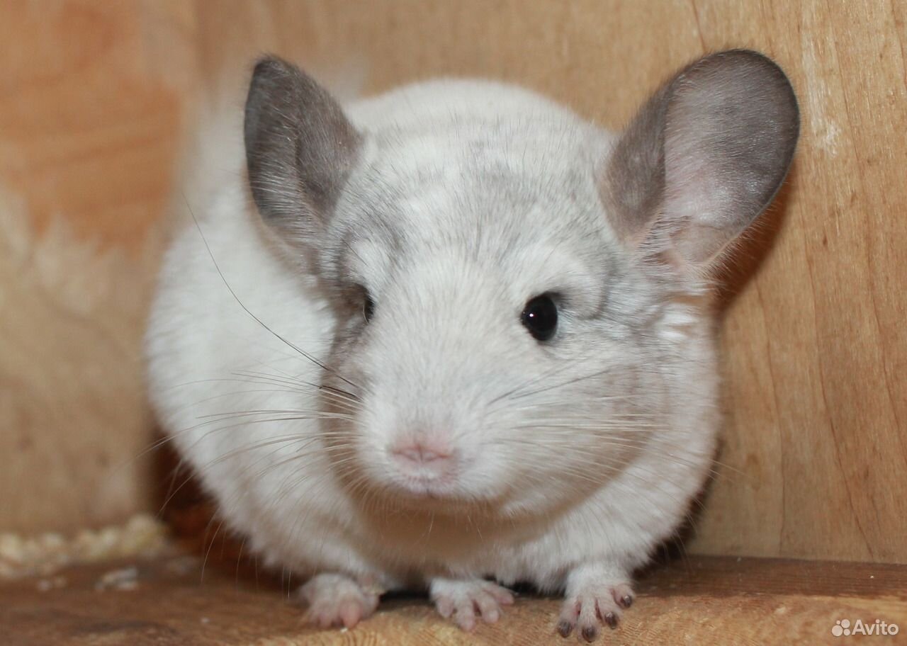 Шиншилла мальчик