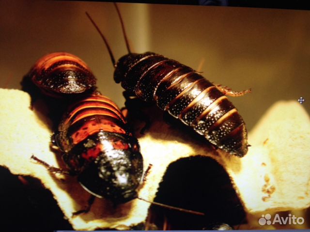 Мадагаскарцы