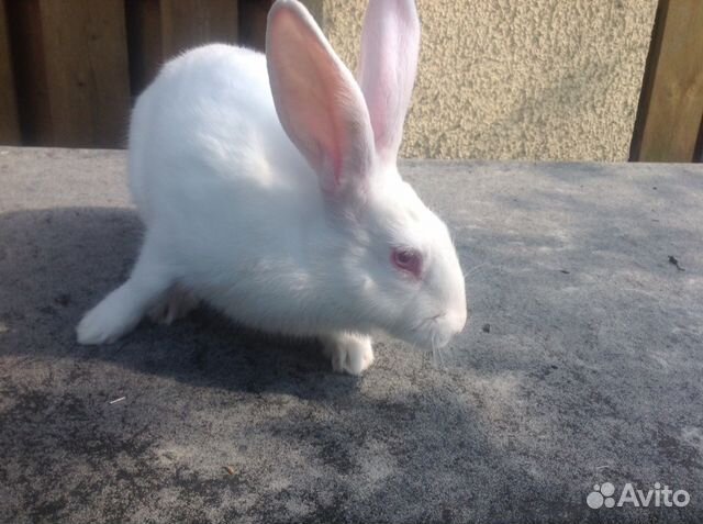 Крольчата Белый великан
