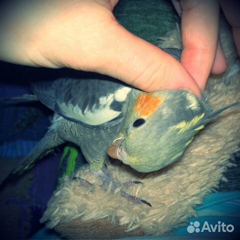 Безумно ручной попик - Марфушка