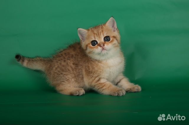 Котик британский kamall