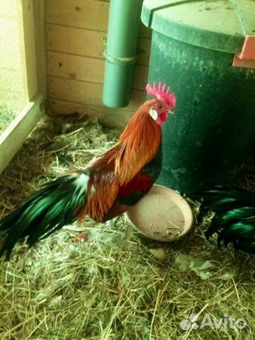 Продаю петуха породы Феникс