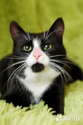 Черно-белый красавец Иннокентий ищет дом