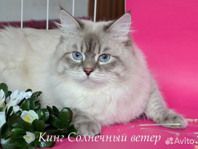 Обаятельный малыш