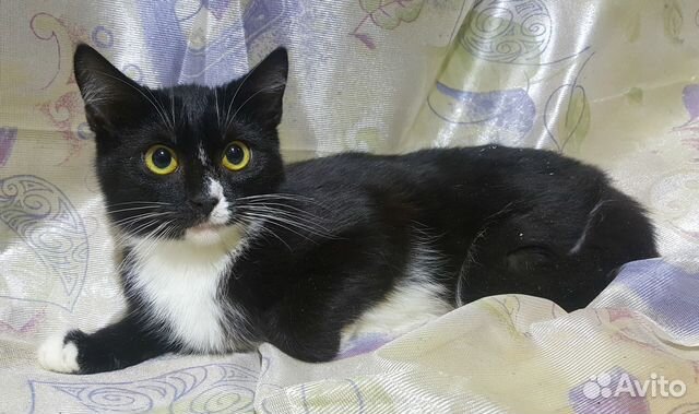 Миниатюрная скромняшка