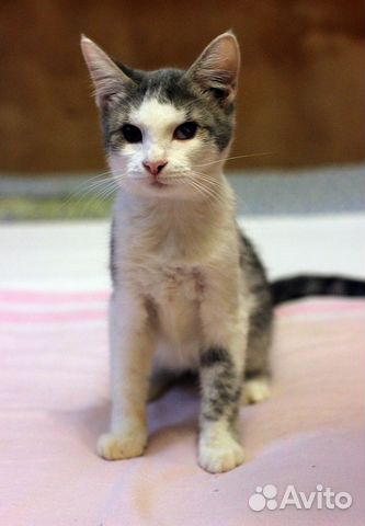 Роскошная, сладкая девочка Мурка в добрые руки