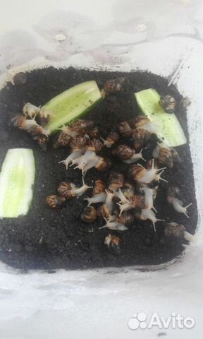 Улитка Ахатина