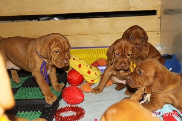 Щенки венгерской Выжлы д.р.17.10.17