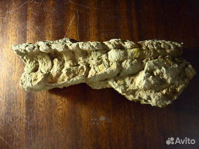 Камень в аквариум, с окаменелостью - Эндоцерас