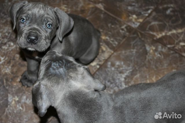 Элитные щенки Кане корсо