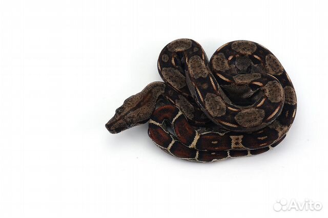 Императорский удав