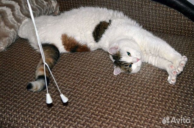 Ласковая домашняя кошечка в дар