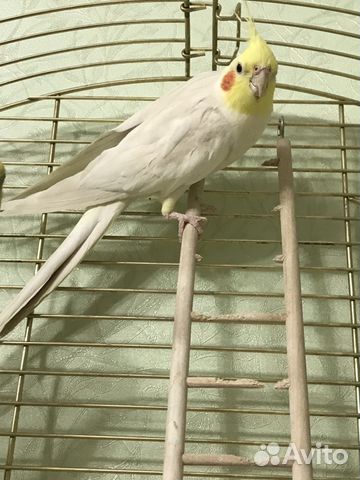 Попугай корелла Кеша