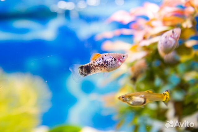 12 самок гуппи и 4 самца пецилии далматинца