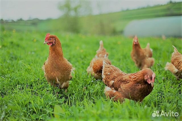 Куры несушки молодки Родонит-3 135 дней