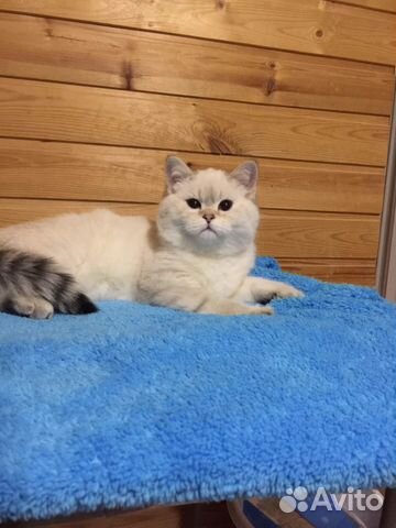 Шиншилла-пойнт мальчик