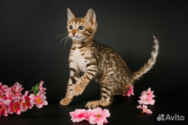 Чудо-бенгальчики котята для семьи
