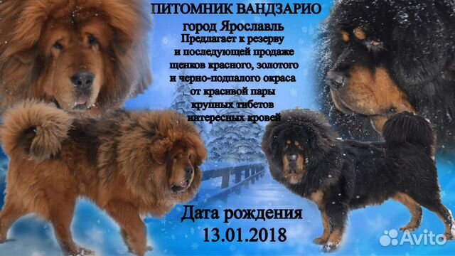 Очаровательная тибеточка