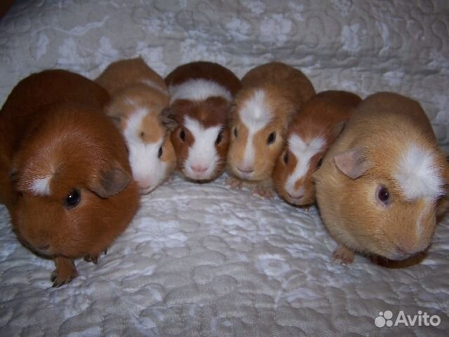 Свинки мальчики и девочки породы крестед