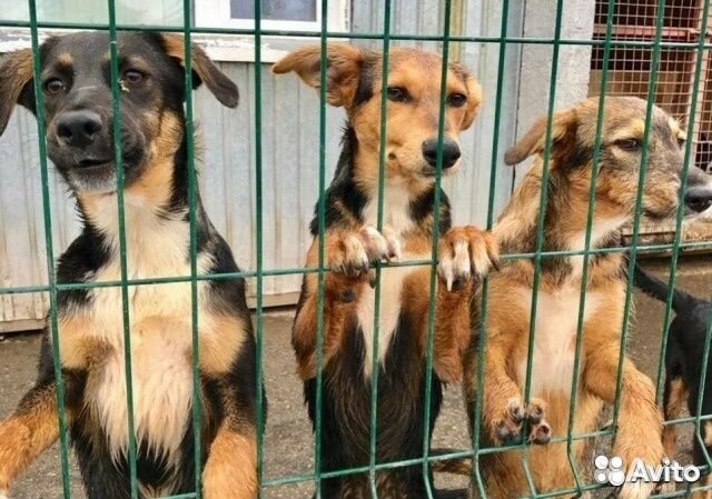 Щенки ждут хозяина с большим сердцем