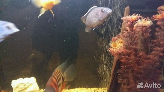 Рыбка цихлида Джексон