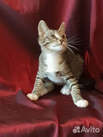 Котёнок Мусик в добрые руки