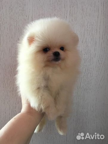 Шпиц мини крем по имени Зарина. дев