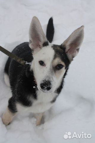 Симка Ищет Дом