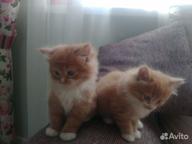 Пушистые Львенок, Солнце и Черепашка