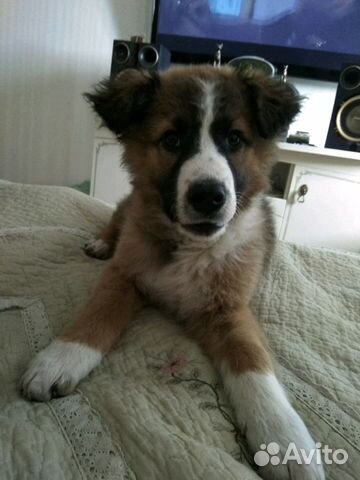 Щеночек метис среднеазиатской овчарки