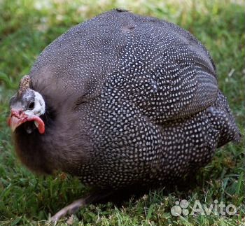 Цыплята Цесарок