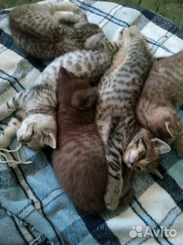 Шотландские котята