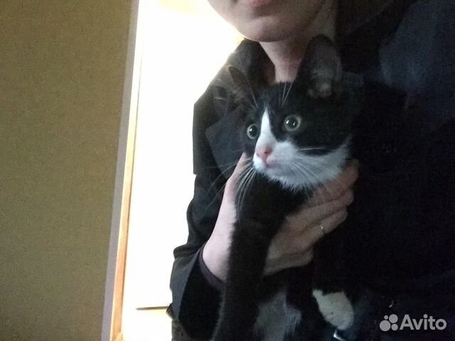 Кот