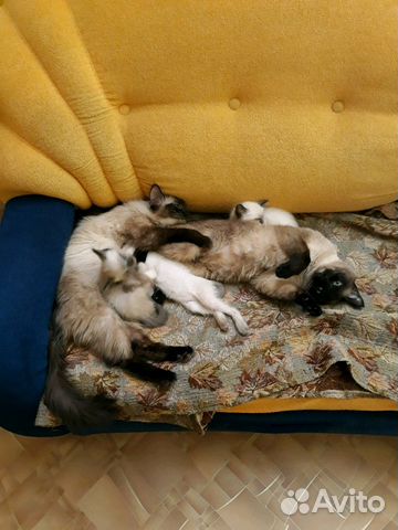 Продам трех котят Сиамские тайцы два мальчика и де