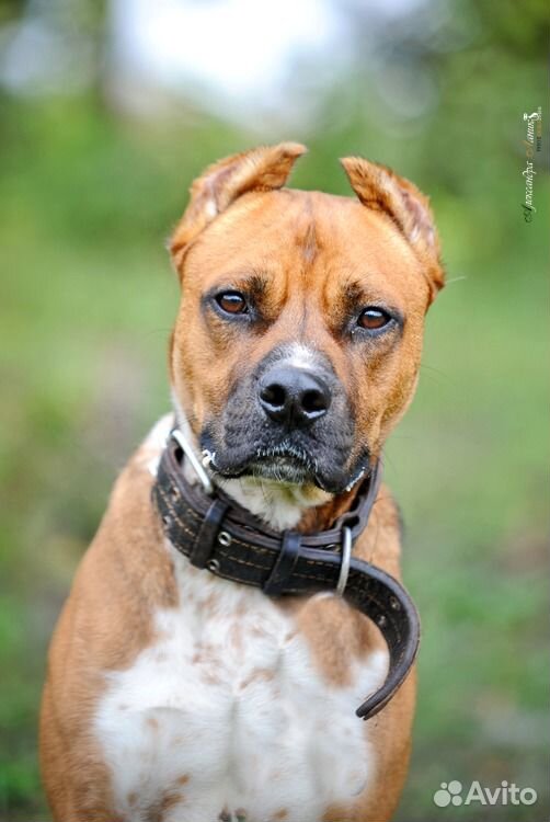 Молодой стафф-спортсмен Роналдо в добрые руки