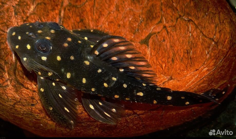 L 201 Гипанциструс инспектор