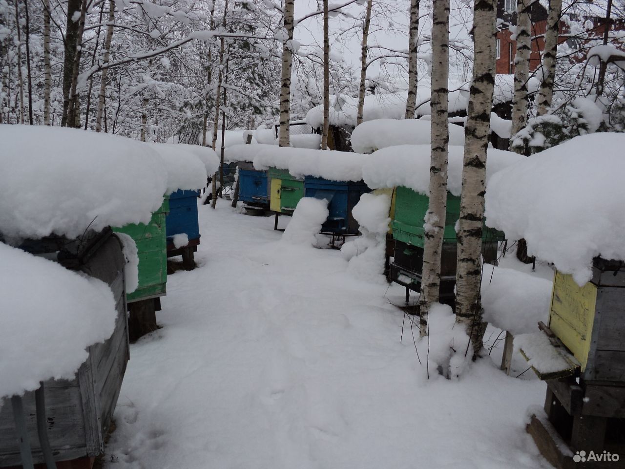 Пчелы для апитерапии, мед, воск, перга, забрус, по