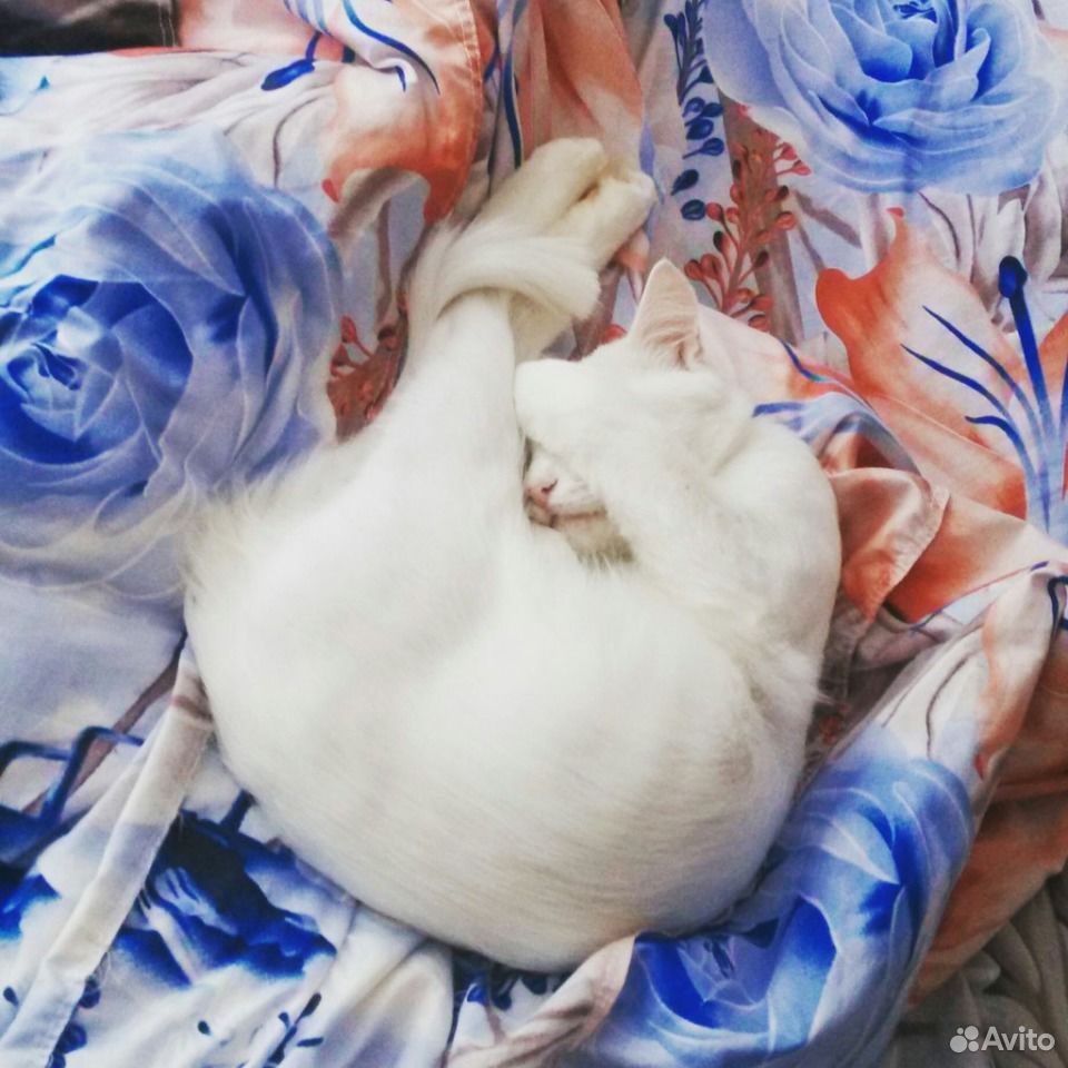 Срочная вязка мальчика с кошечкой
